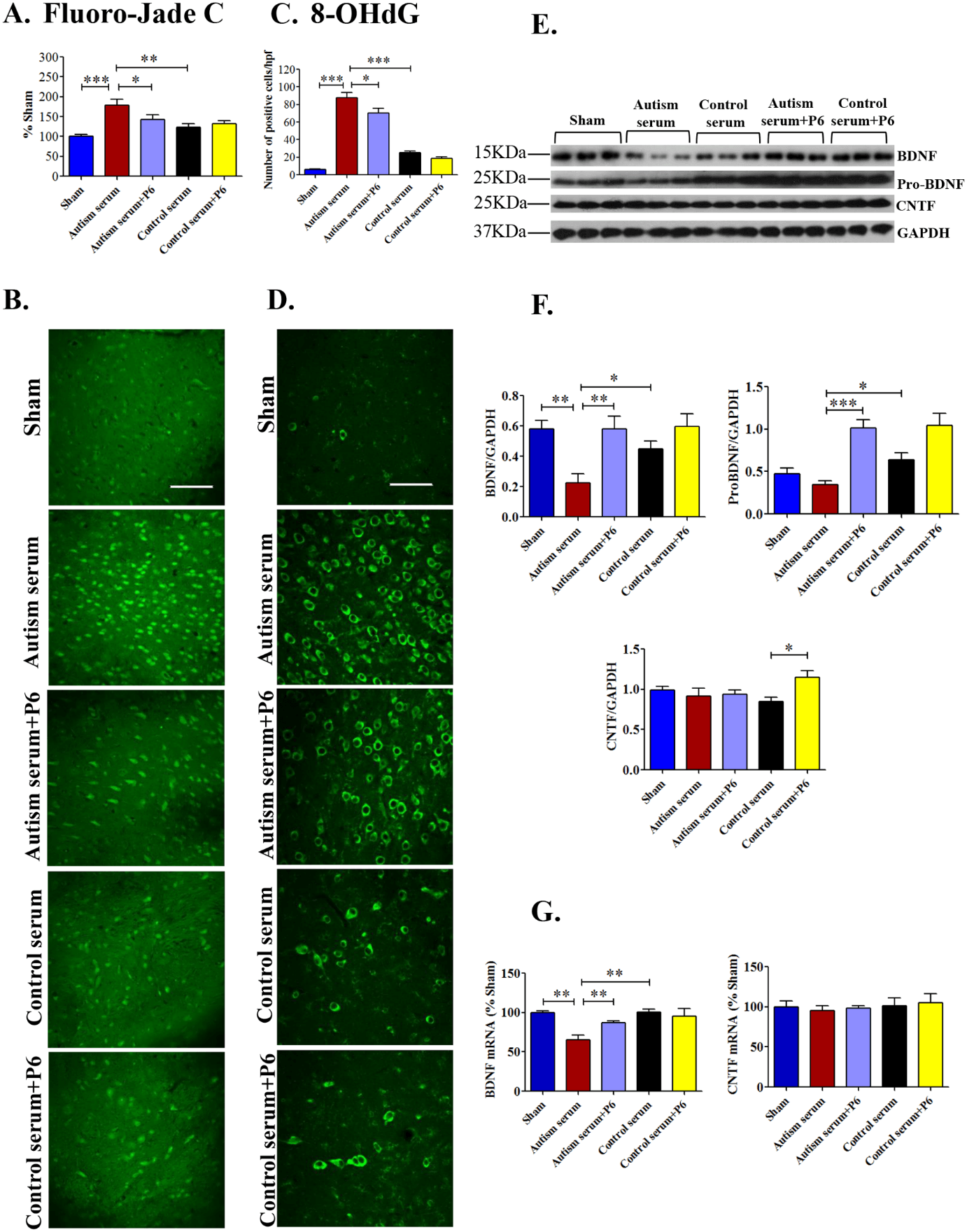 P21 Peptide: What Does It Do?