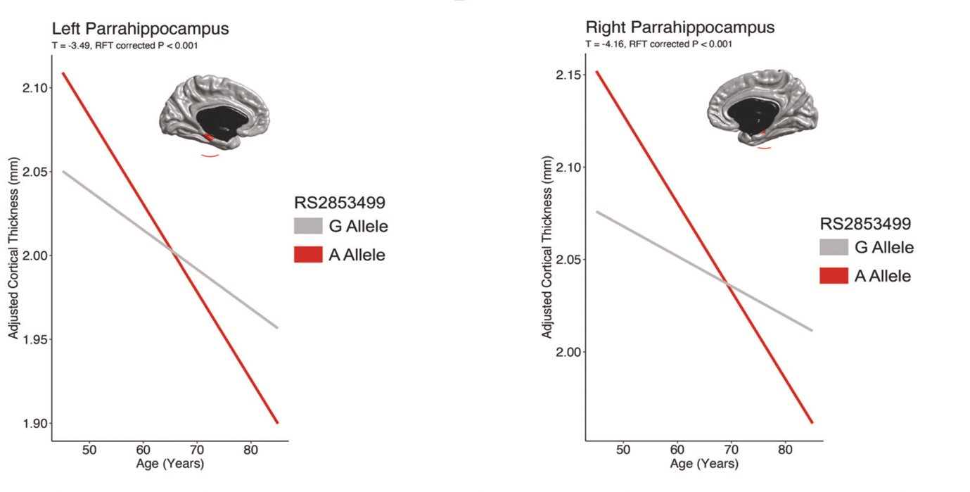 SHMOOSE microprotein