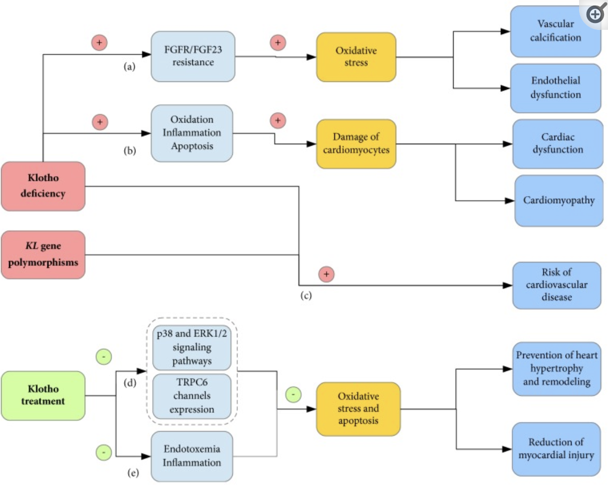 Klotho: Alpha-Klotho and Beta-Klotho
