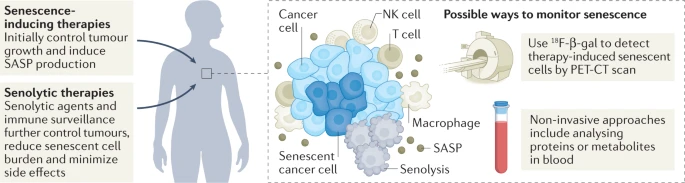 How Do Senescent Cells Fuel Certain Cancers?