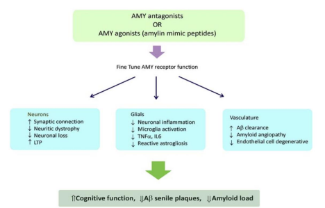 The remarkable benefits of amylin protein as a treatment for Alzheimer ...