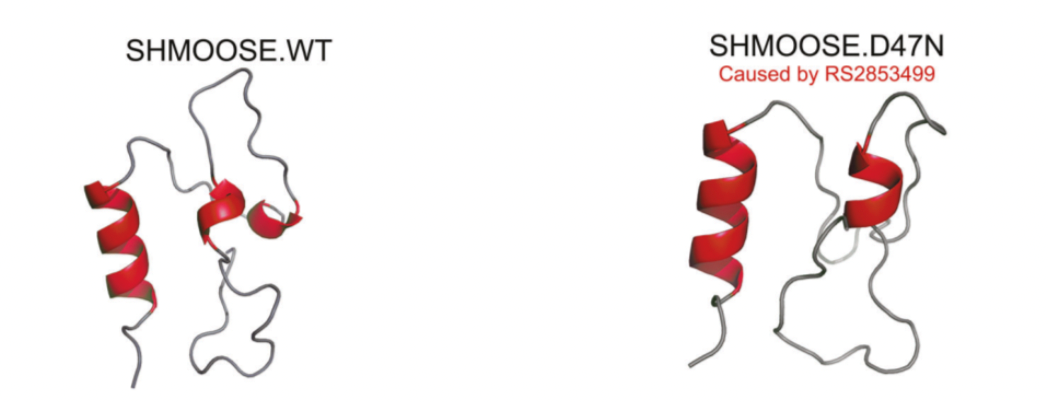 SHMOOSE microprotein