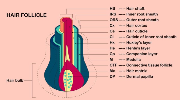 Hair Follicle Growth Blogs | Peptide Sciences