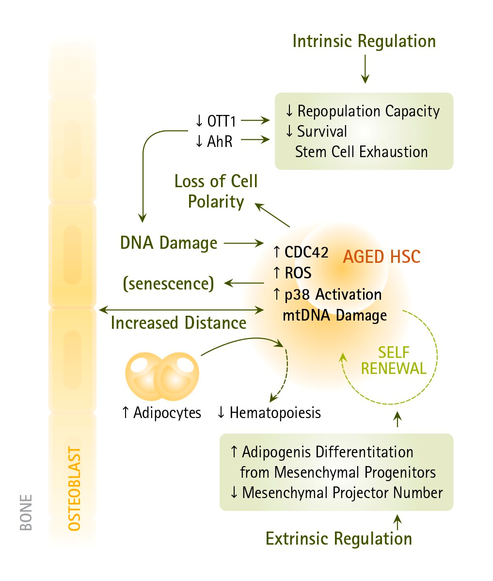 The Hallmarks of Aging Part 4