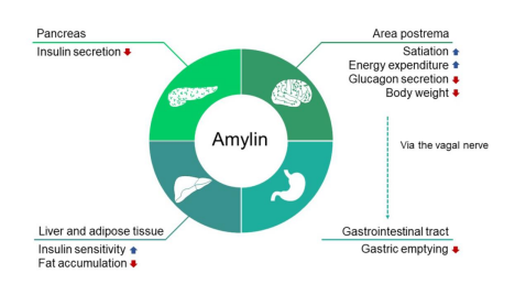 The remarkable benefits of amylin protein as a treatment for Alzheimer ...