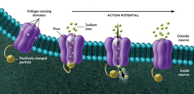 NaV1.7 Inhibitor Pain Relief Peptide