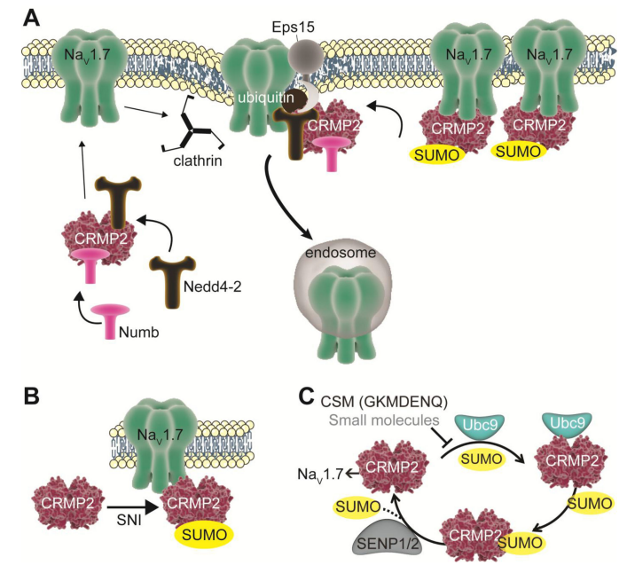 NaV1.7 Inhibitor Pain Relief Peptide