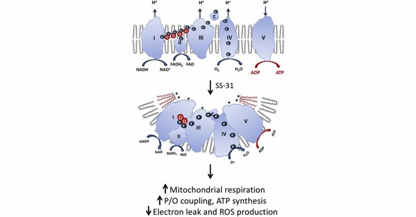 SS-31: What Does It Do?