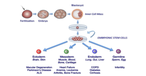 Stem Cells vs. Exosomes: The Future of Regenerative Medicine