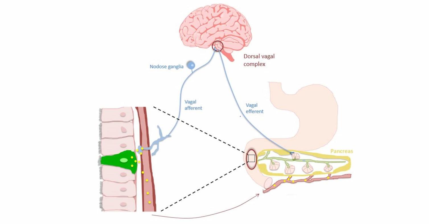 How Does Vasoactive Intestinal Peptide (VIP) Affect the Stomach Barrier ...