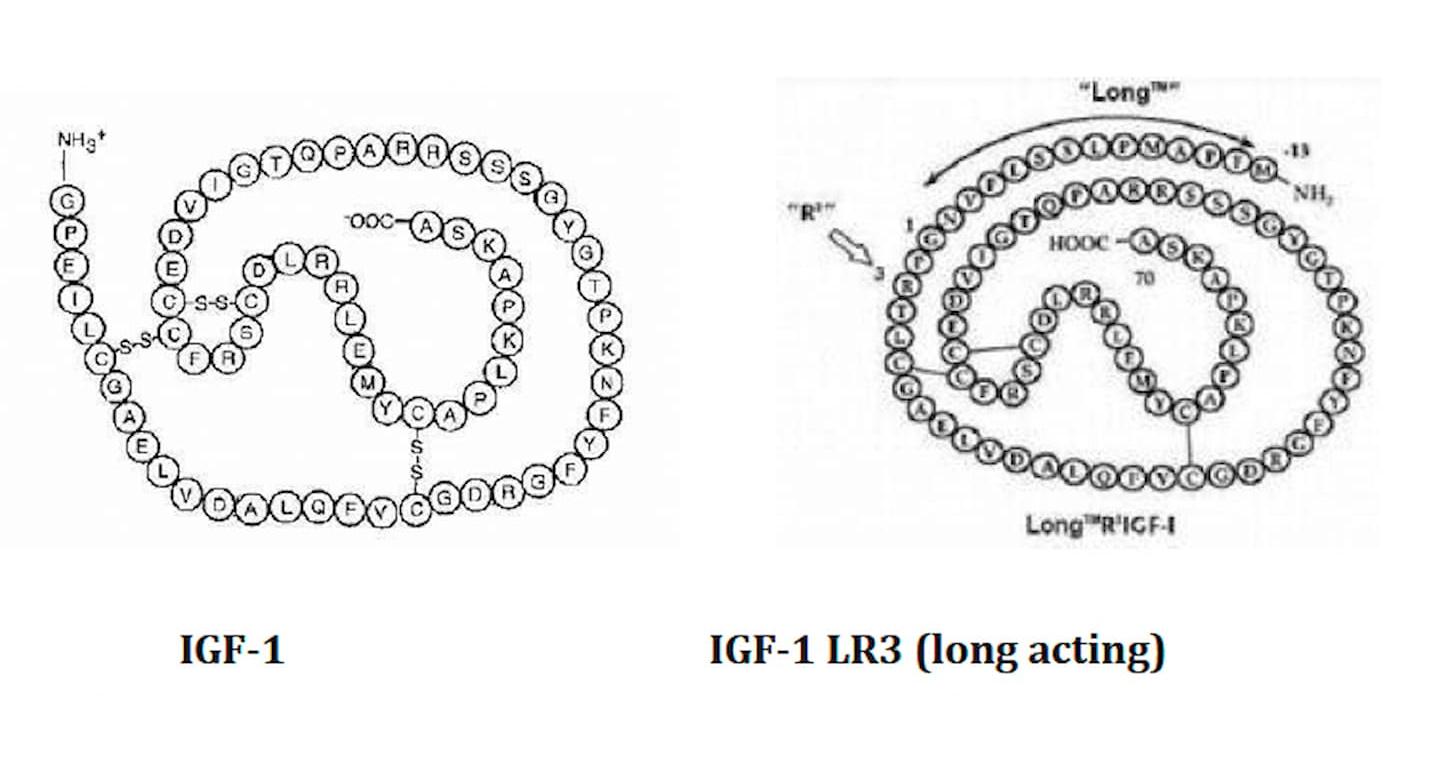 What is IGF-1 and How Does it Work