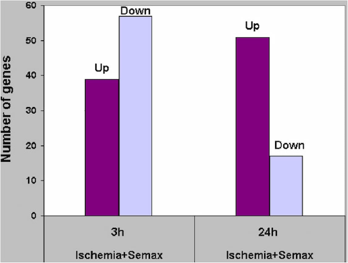 Semax Peptide: What Does It Do?