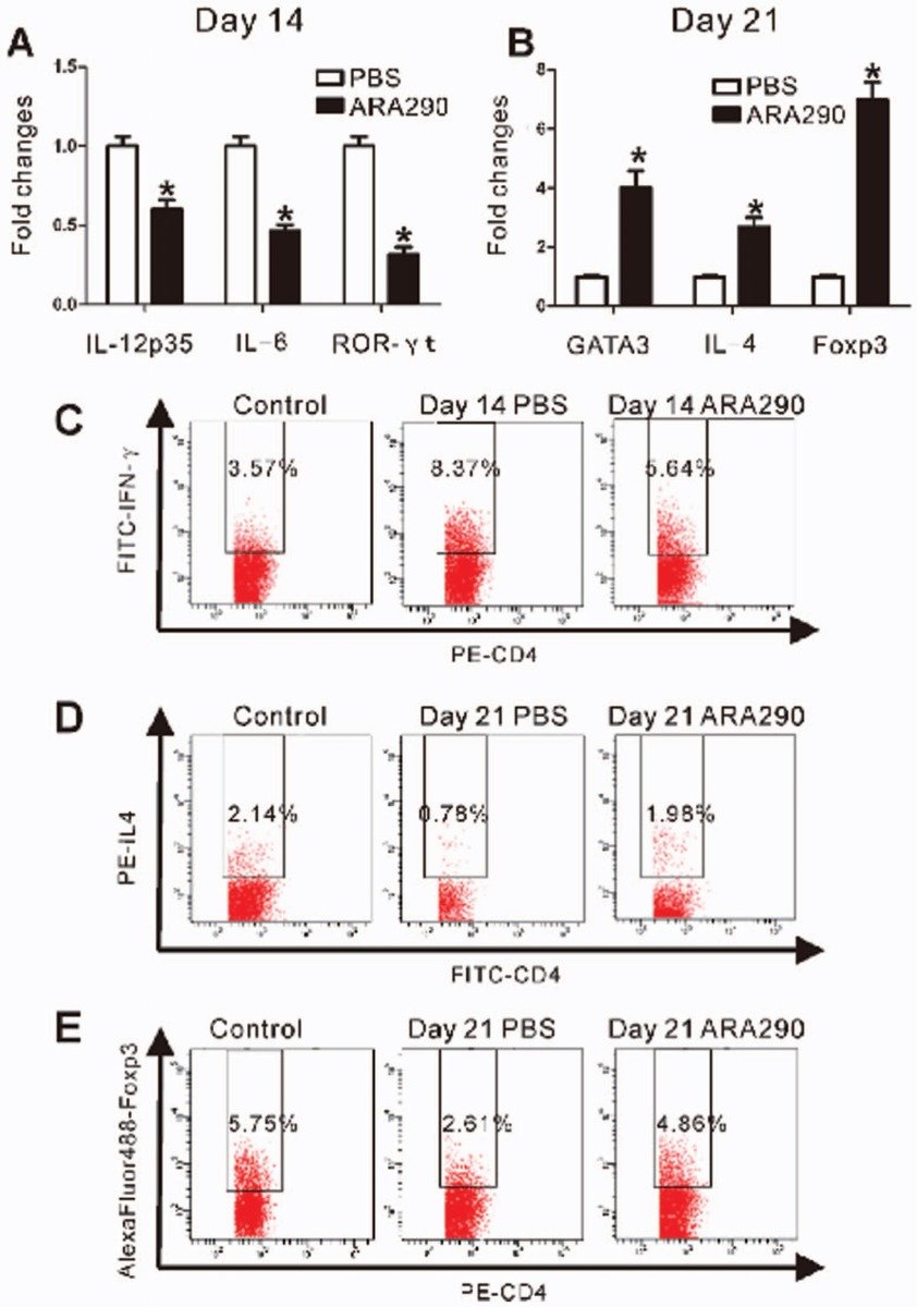 ARA-290 Peptide: What Does It Do?