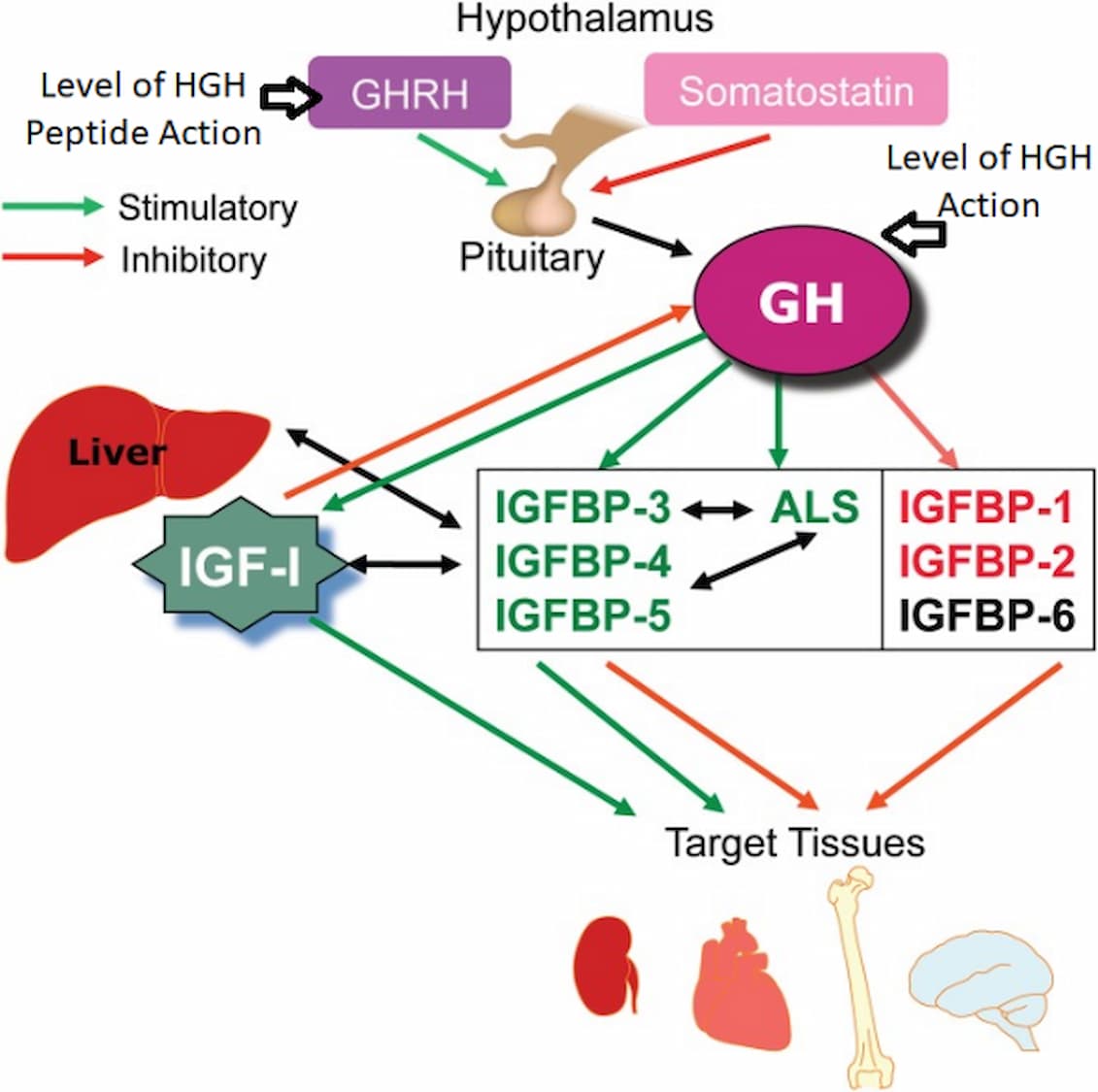 HGH Peptides vs HGH: What to Know in 2024