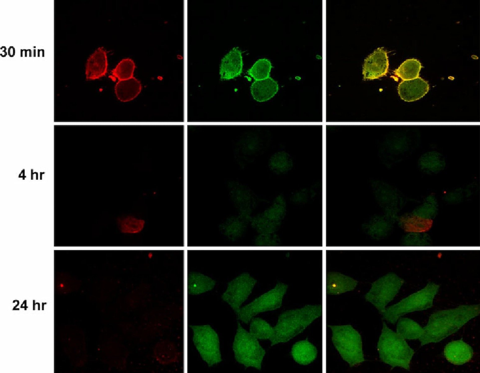 PNC-27 Peptide: What Is It?