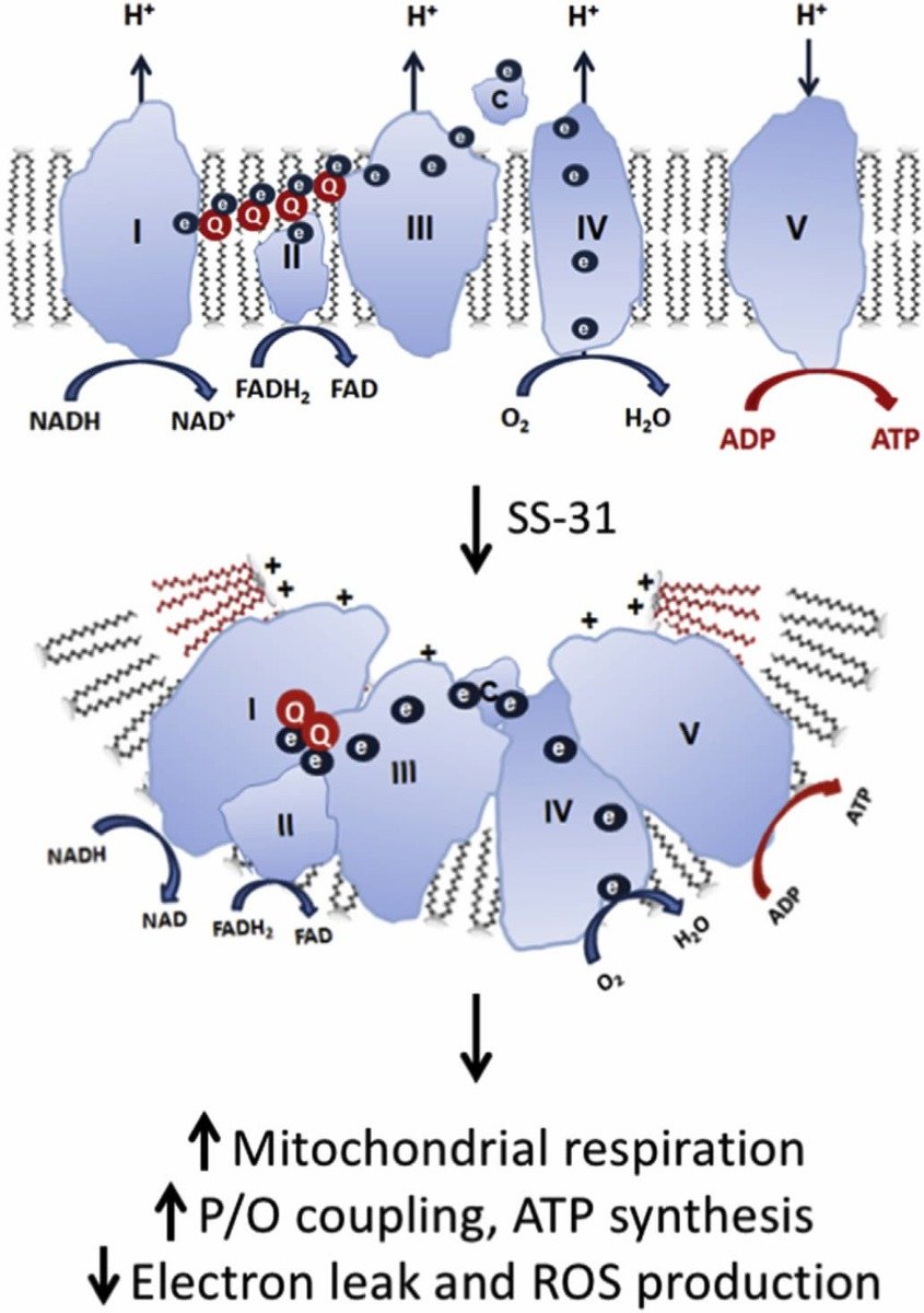 SS-31: What Does It Do?
