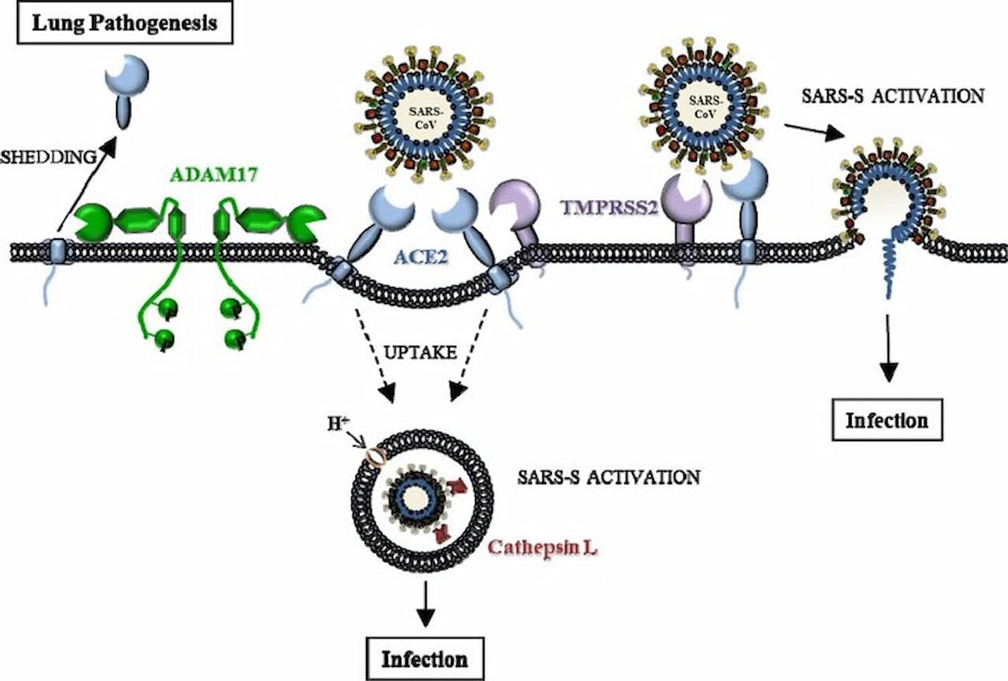 LL-37 Peptide: What Is It?
