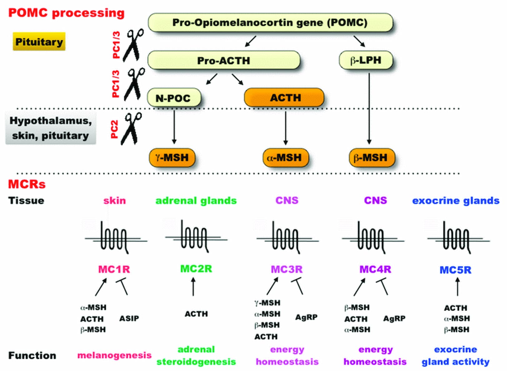 How Does PT-141 Work?