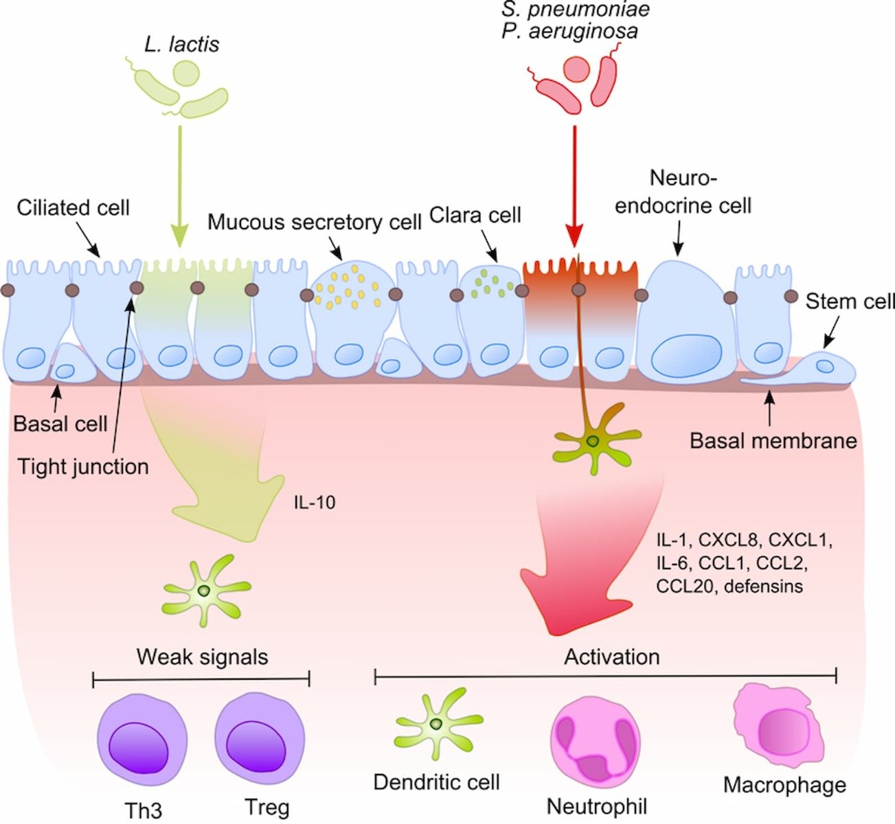 Thymalin the Thymus Peptide: What Is It?