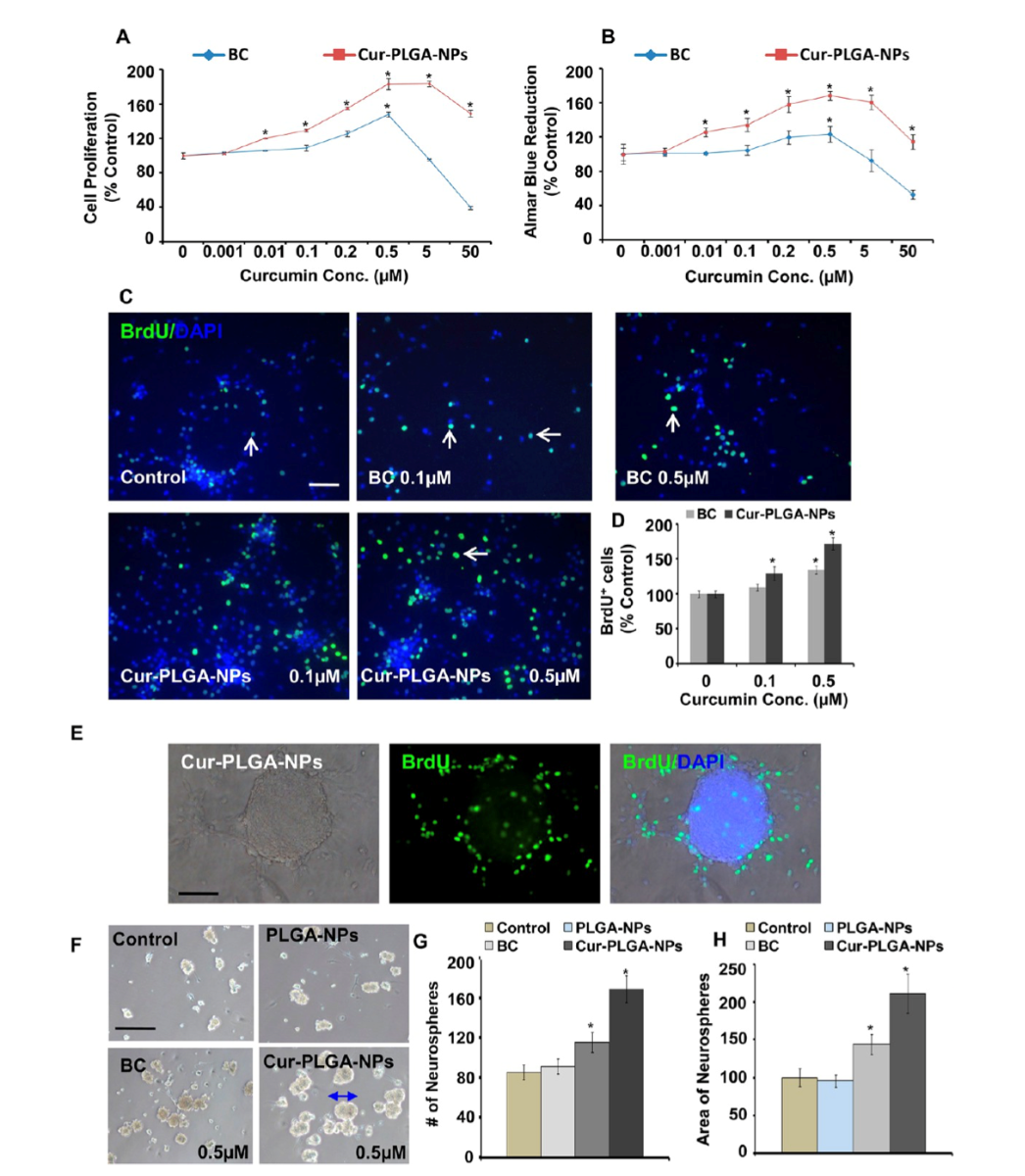 Curcumin-loaded PLGA Nanoparticles Improve Cognition and Neurogenesis ...