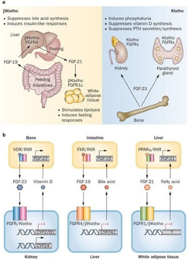 What is Klotho and How Does it Work?