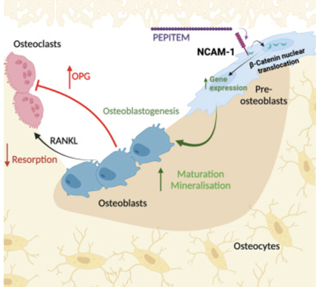 PEPITEM Research: Osteoporosis and Bone Strength