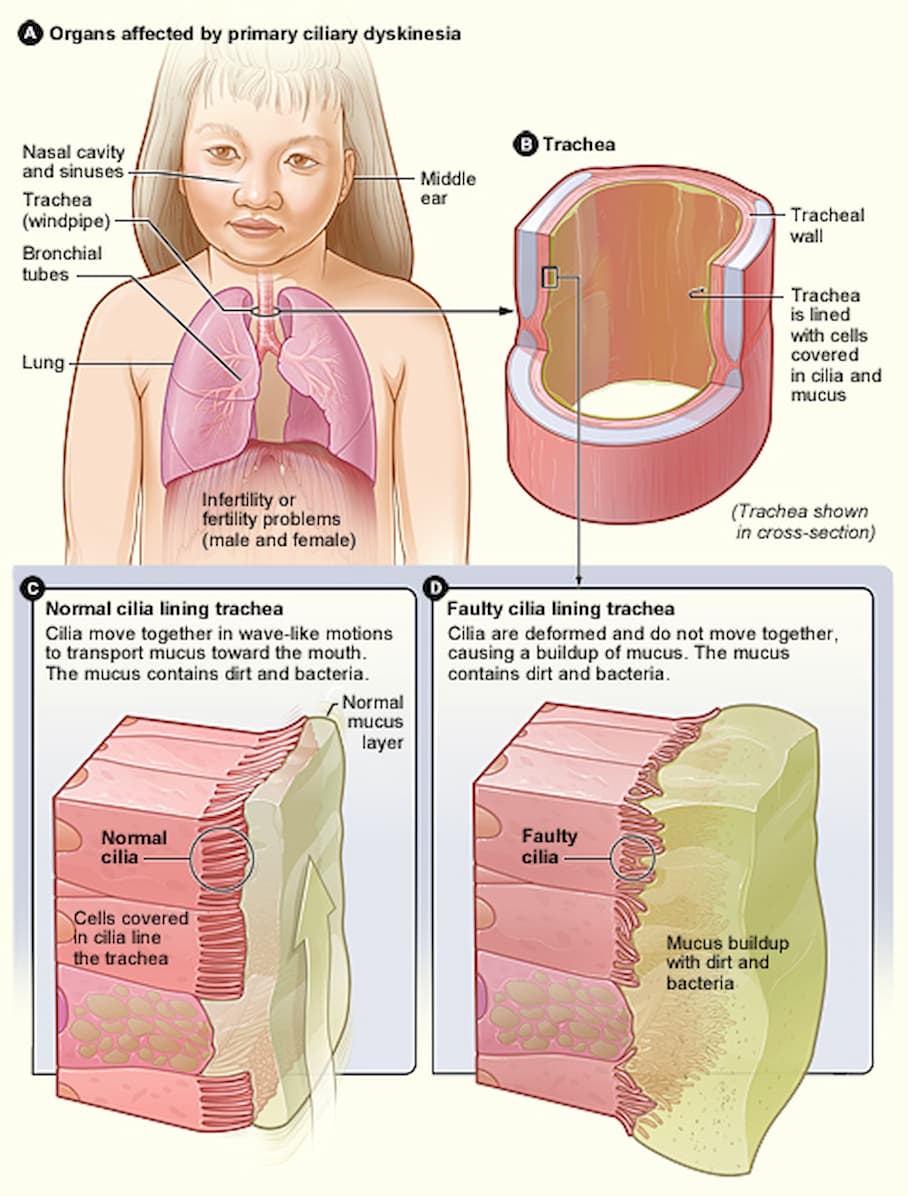 Thymalin the Thymus Peptide: What Is It?