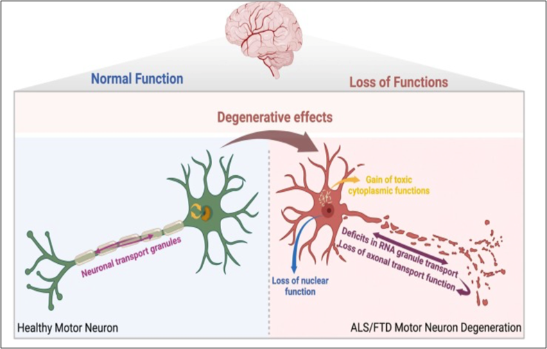 Buntanetap: A Promising Small Molecule Inhibitor for Neurodegenerative ...