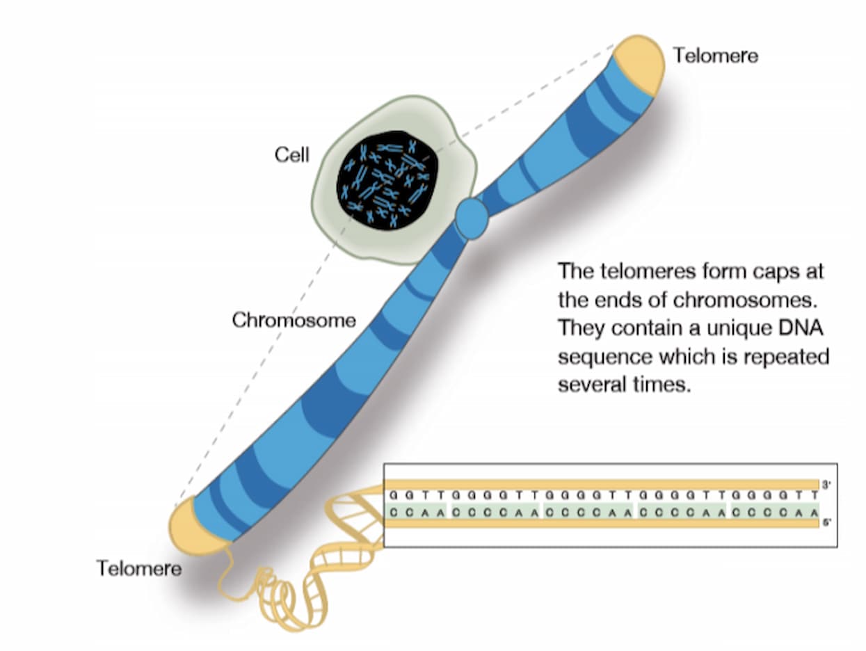 Telomeres and Epithalon