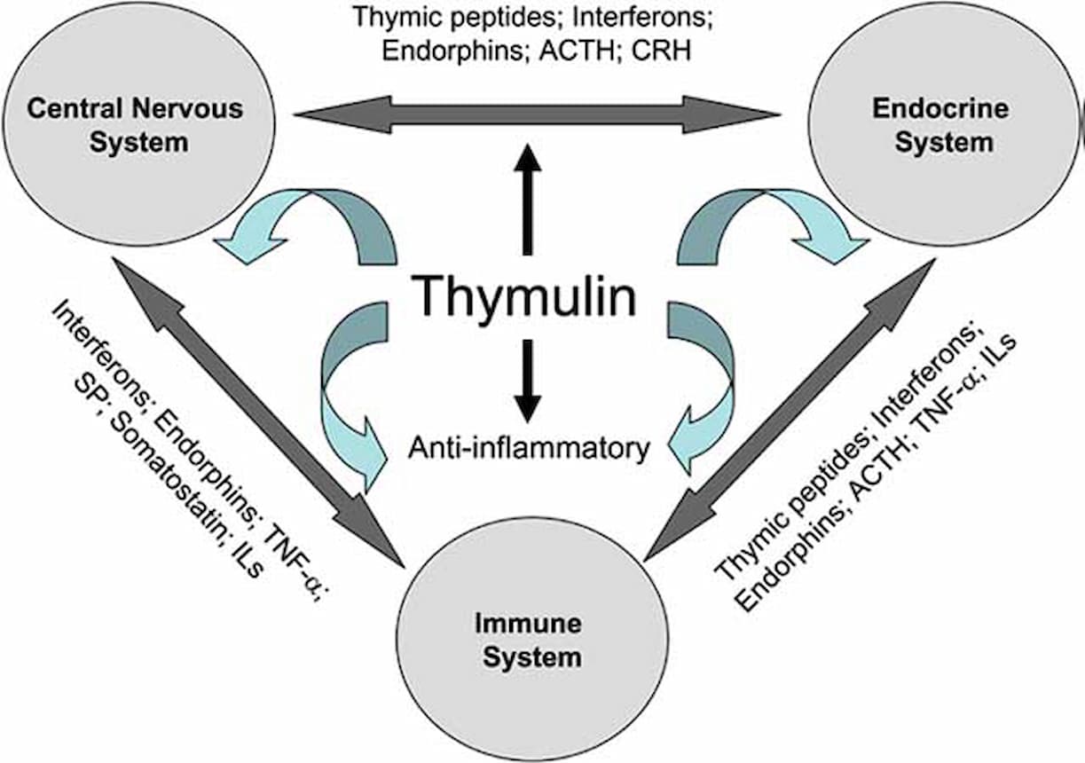 Thymalin the Thymus Peptide: What Is It?