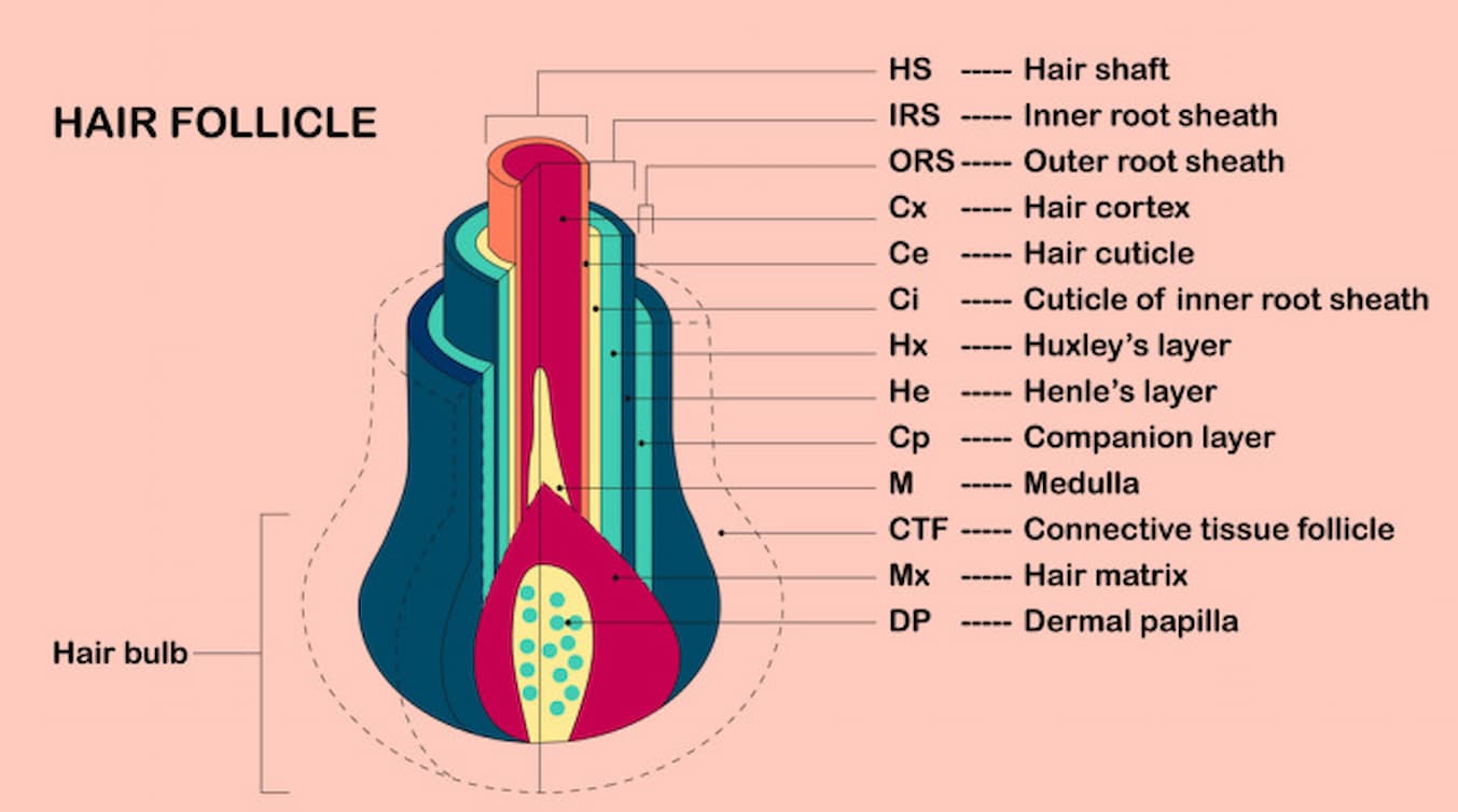 Best Peptides for Hair Growth Research