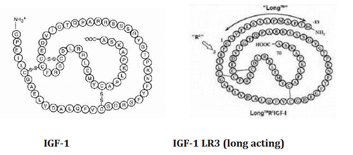 What is IGF-1 and How Does it Work